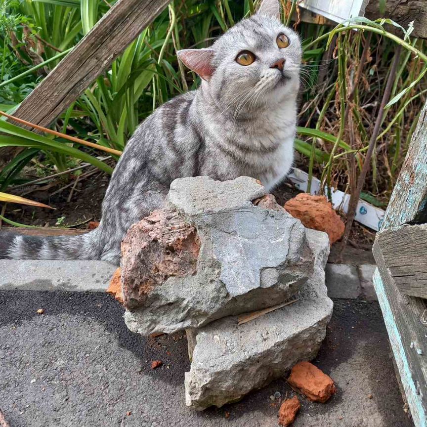 Шотландский котик ищет дом