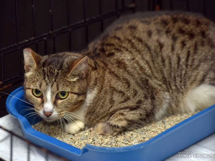 Кошечка, нужна помощь