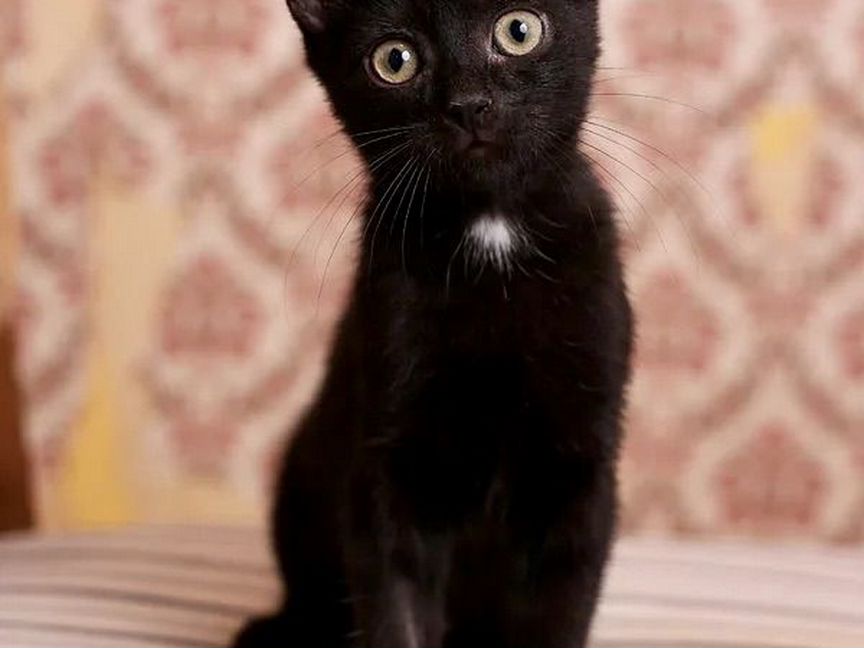 Котенок Матильда в дар