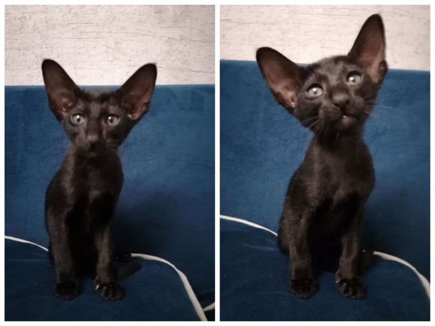 Ориентальные котята