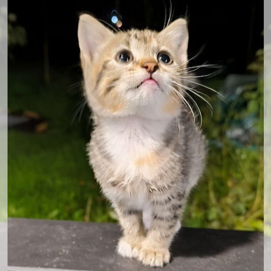 Кошечка мёрзнет, помогите