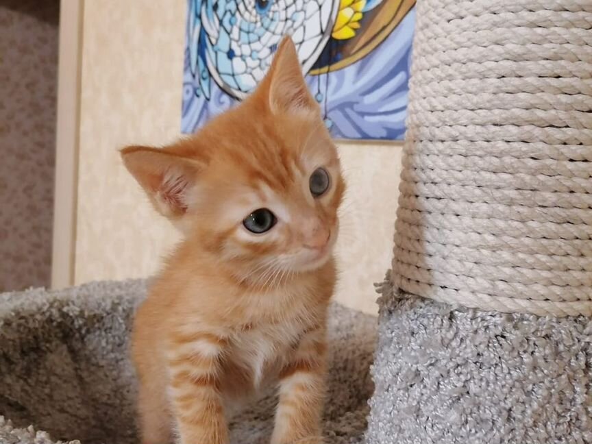 Котята - в добрые руки