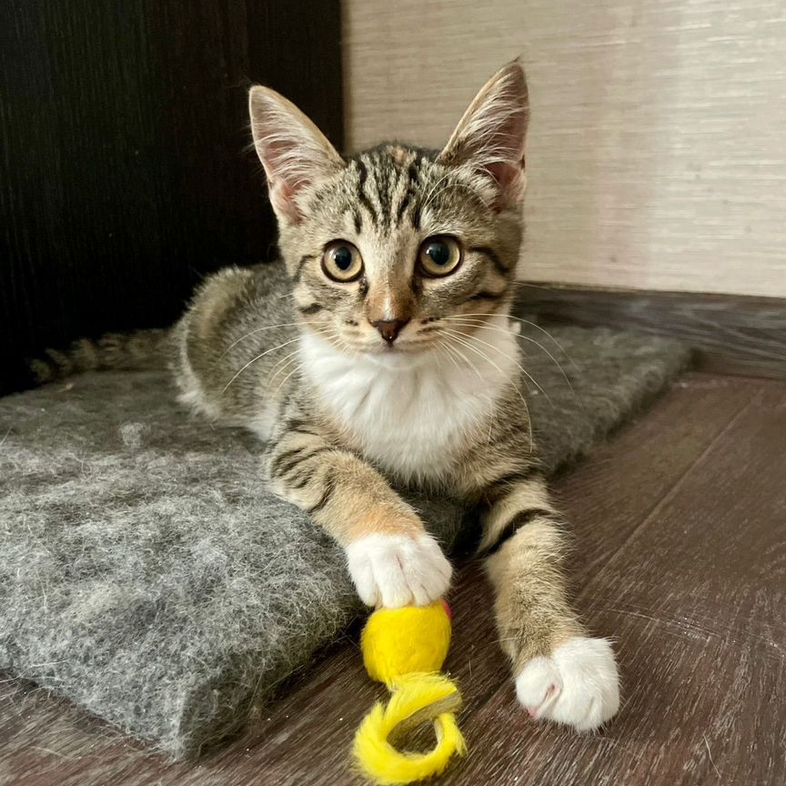 Котенок в добрые руки
