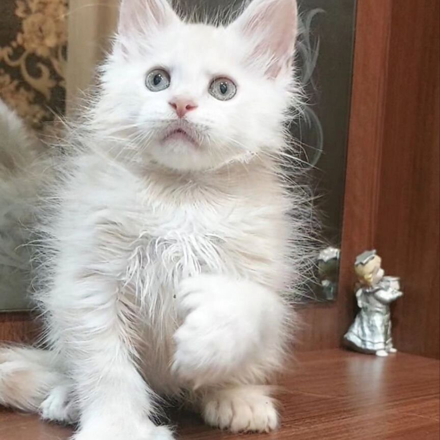 Мейн кун в варежках