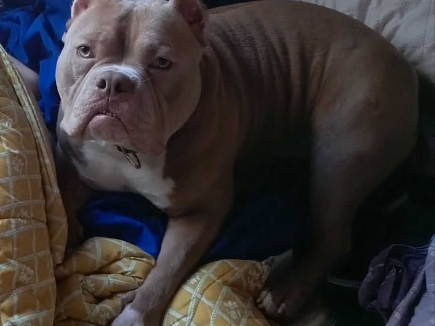 Американский булли покет