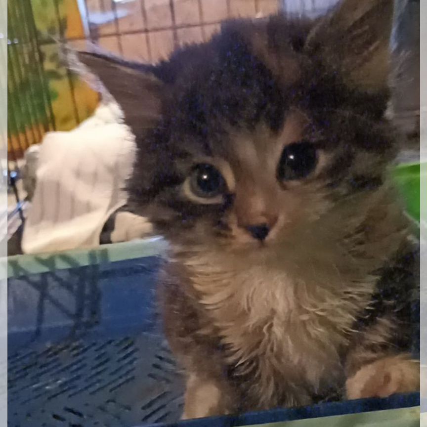 Маленькая крошка ищет дом