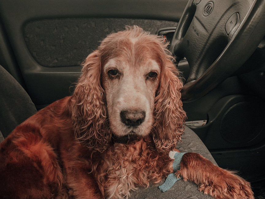 Случка собак