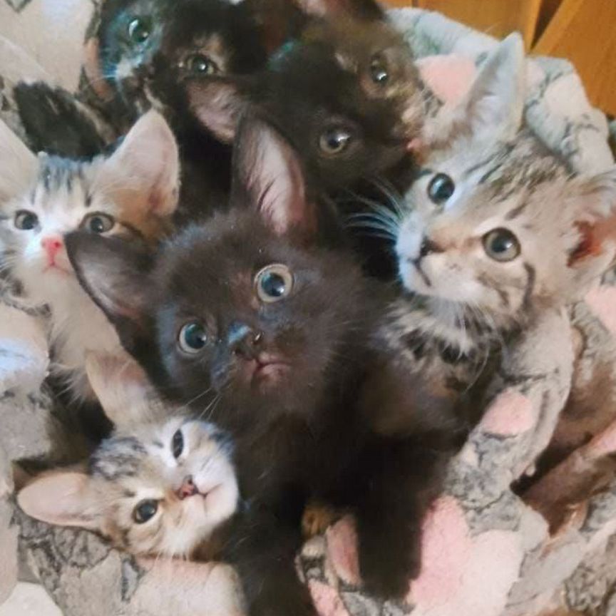 Котята ищут дом