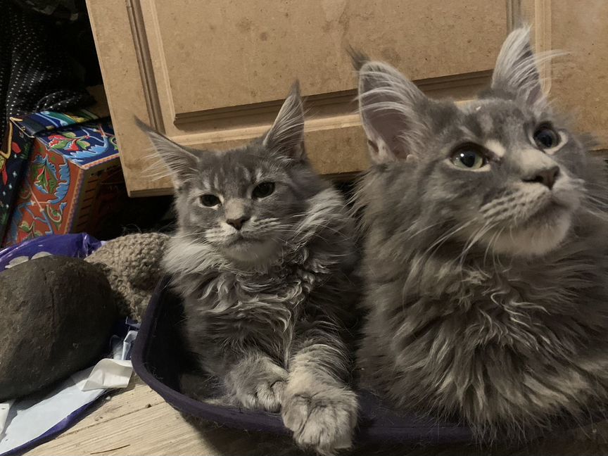 Девочки- двойняшки мейн-кун, тоепетные и нежные