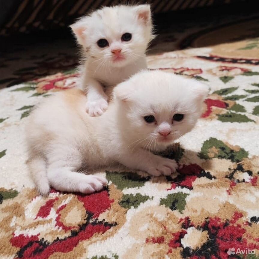 Котята шотландцы