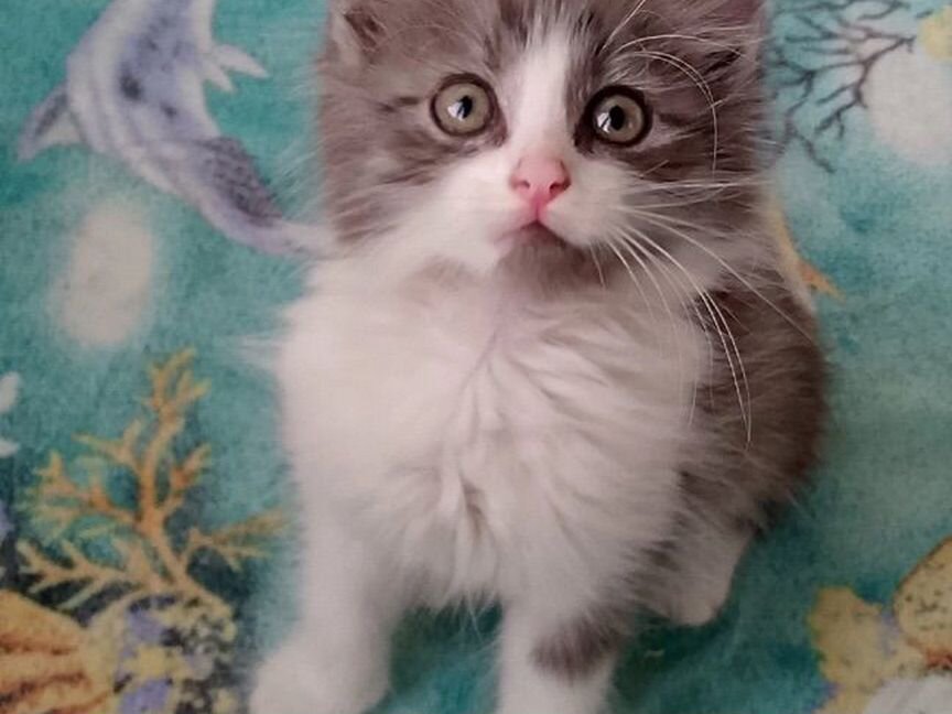Котята