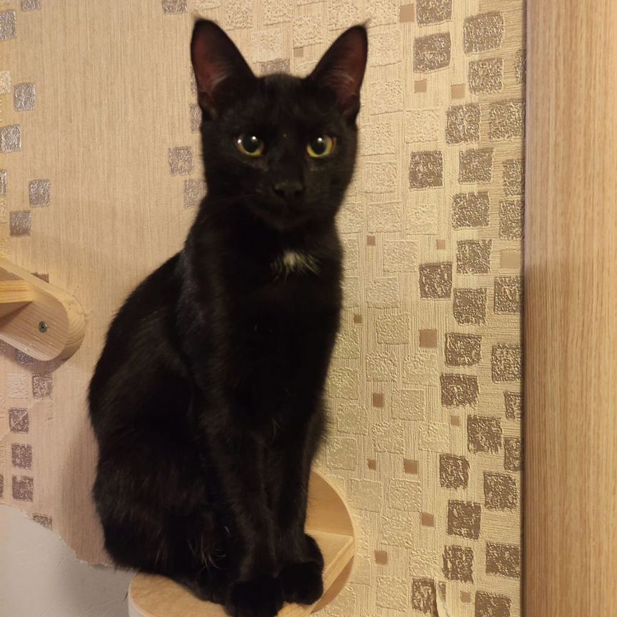 Кошечка Майя в поисках дома