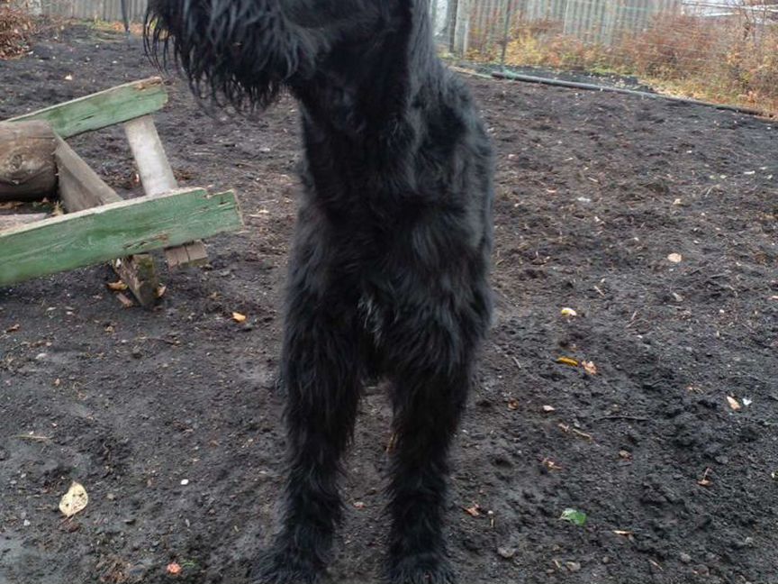 Ризеншнауцер кобель вязка