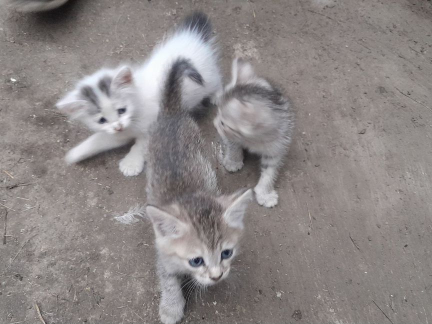 Котята в добрые руки