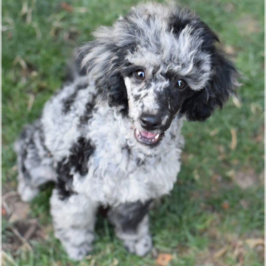 Той-пудель мини мерле