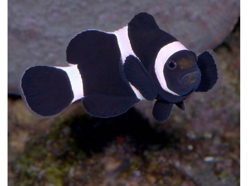 Клоун чёрный рыба морская
