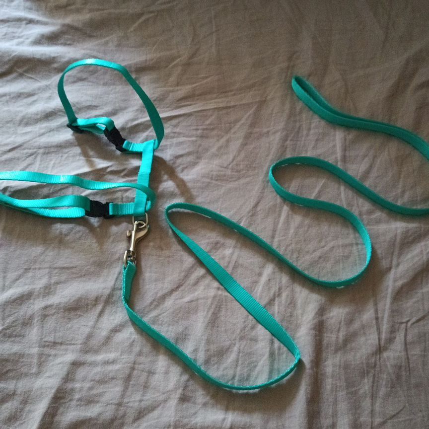 Шлейка для кошек one size регулируемая бирюзовая