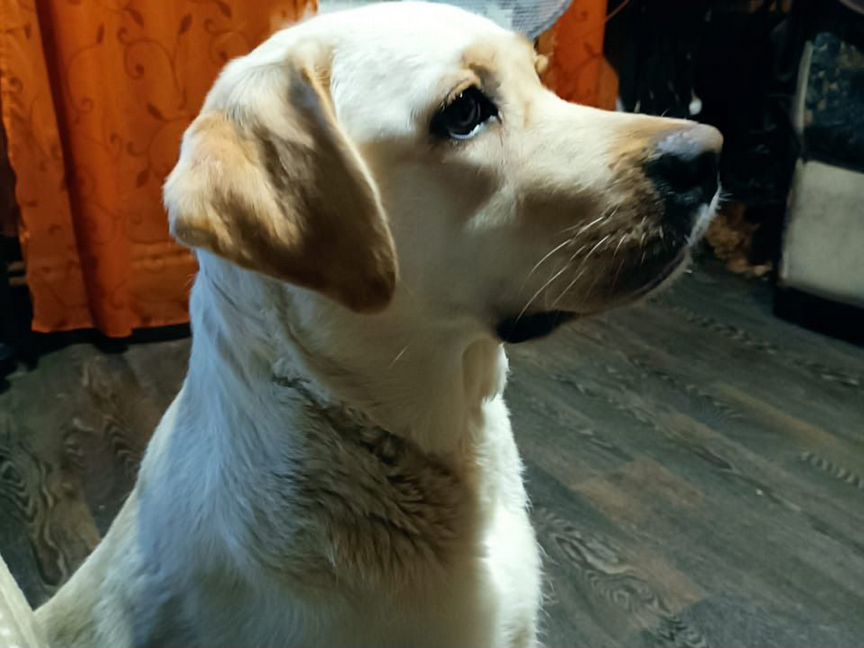 Девочка лабрадора бесплатно