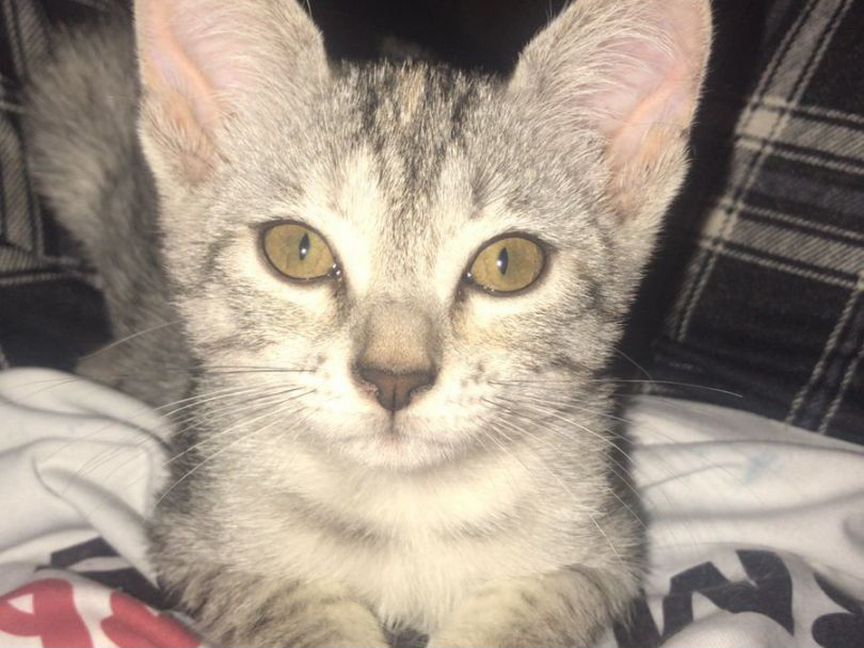 Кошечка в дар (трëх цветная)