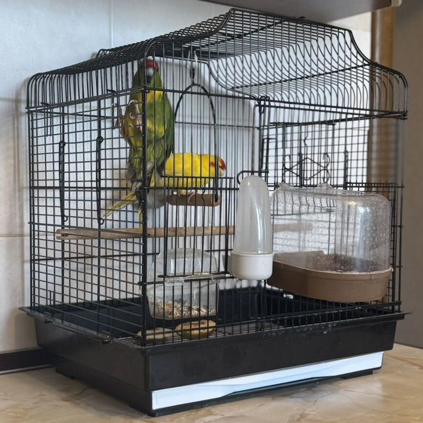 Попугай ручные какарики и клетка