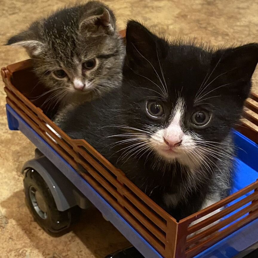 Котята в добрые руки