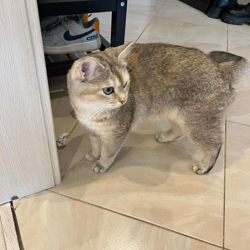 Коты