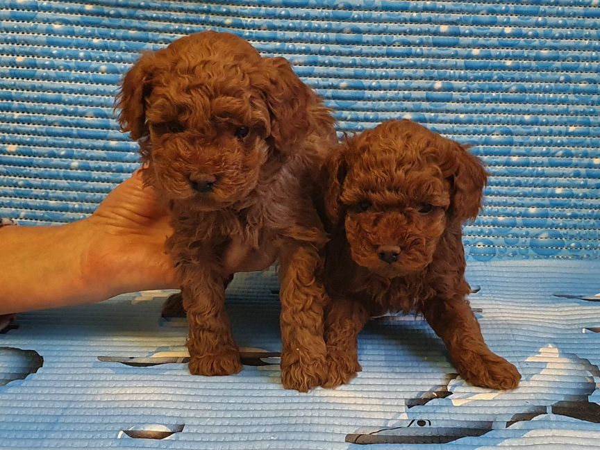 Щенки Той - Педеля,окрас красный,1,5 мес