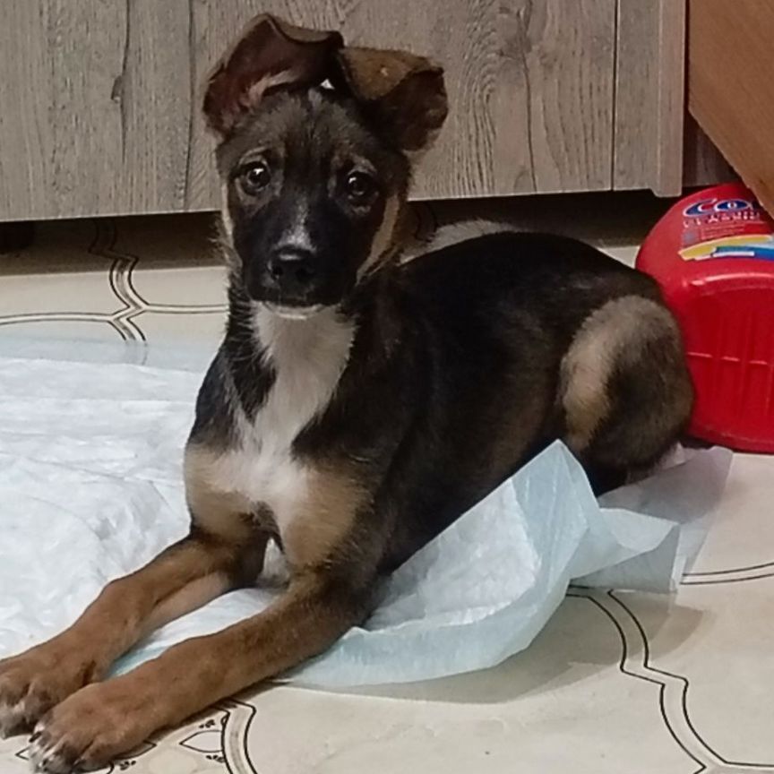 Щенок в добрые руки