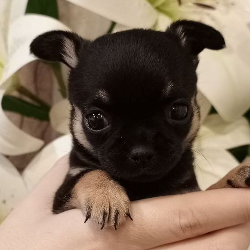 Чихуахуа, щенок