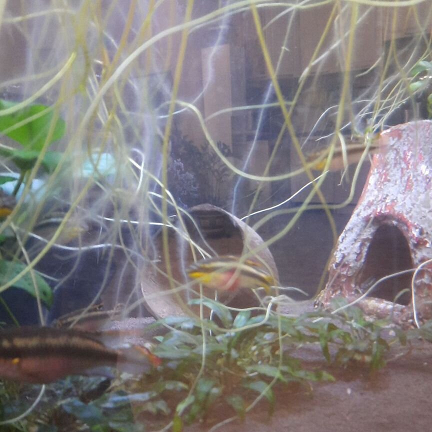 Подростки пельвикахромис