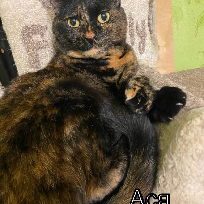 Кошка Ася девочка