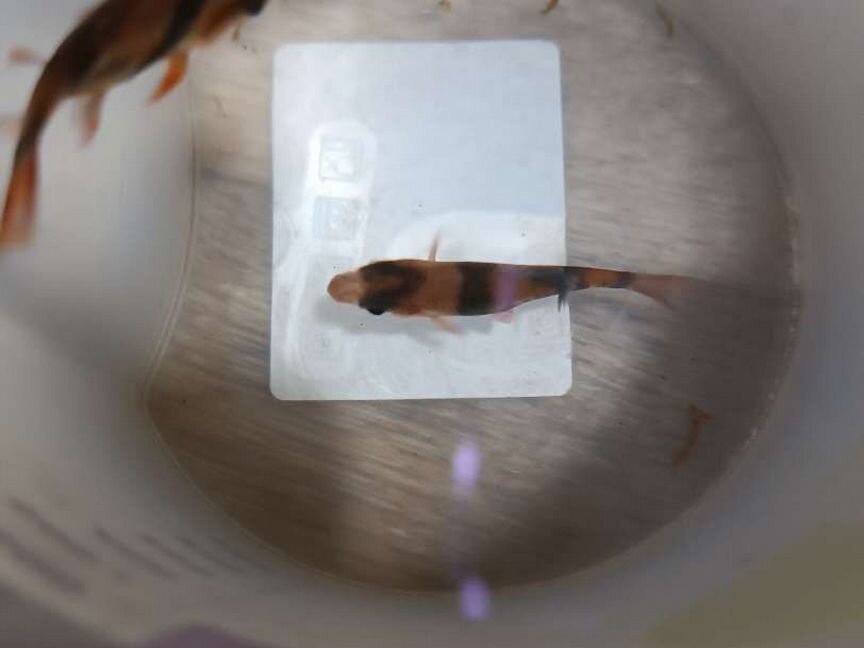 Барбус суматранский