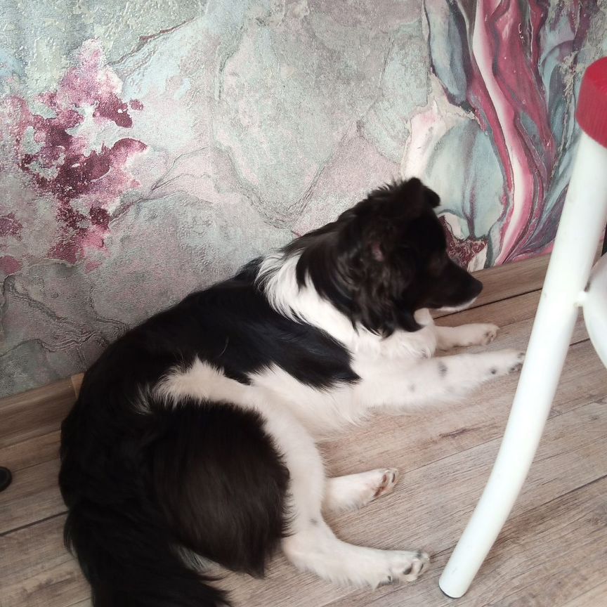 Собака в добрые руки