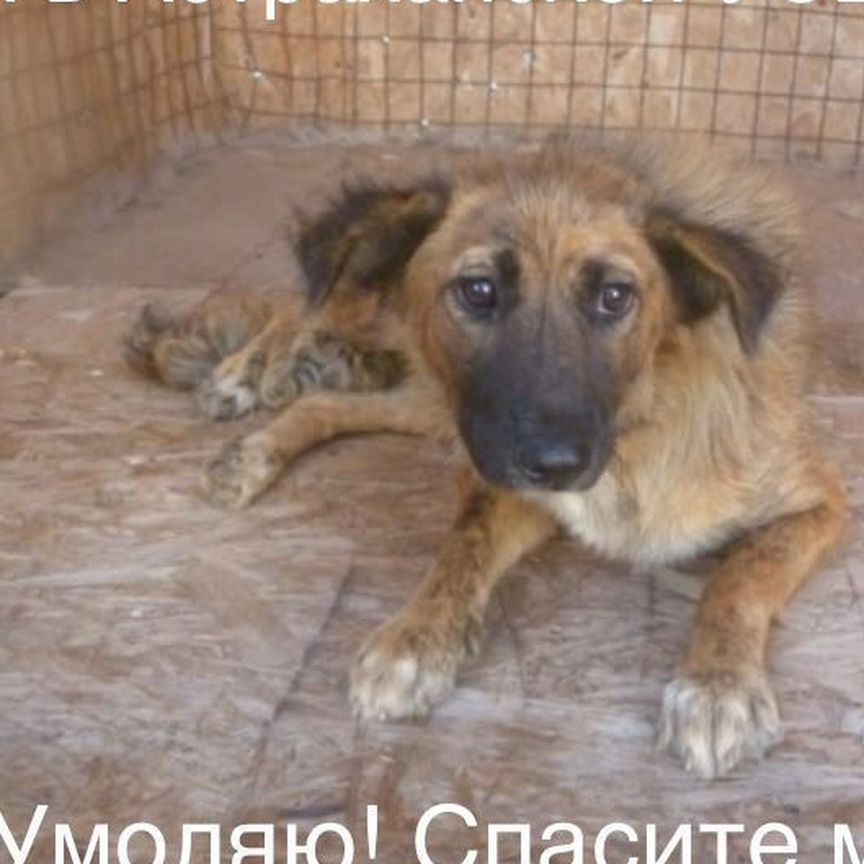 Собачка в усыпалке