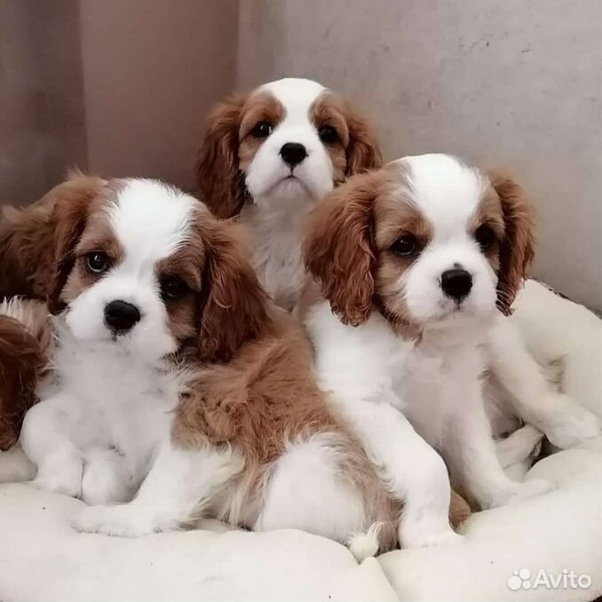 Кавлер Кинг чарльз спаниель