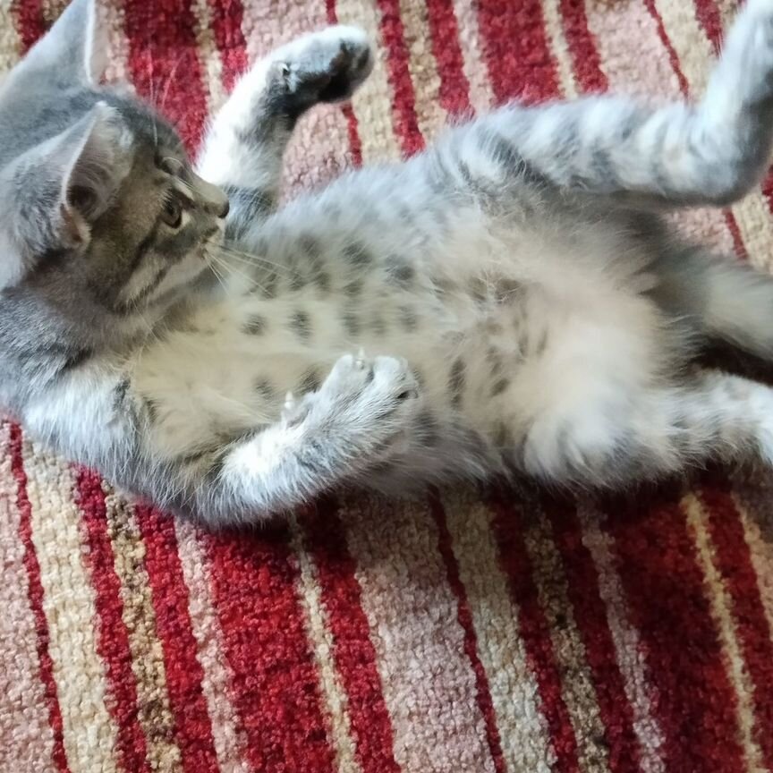 Котенок девочка