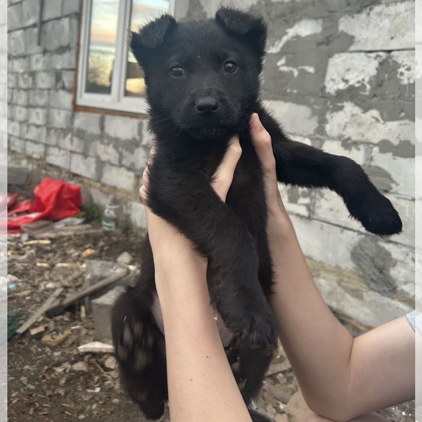 Щенок в добрые руки