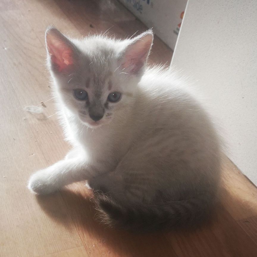 Шотландская кошечка