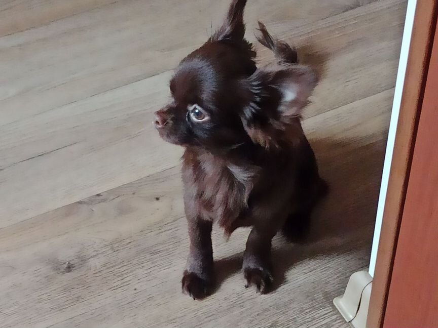 Щенок чихуахуа длинношёрстный