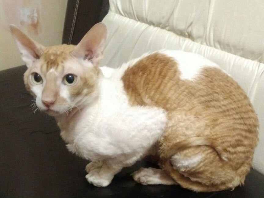Корниш-рекс