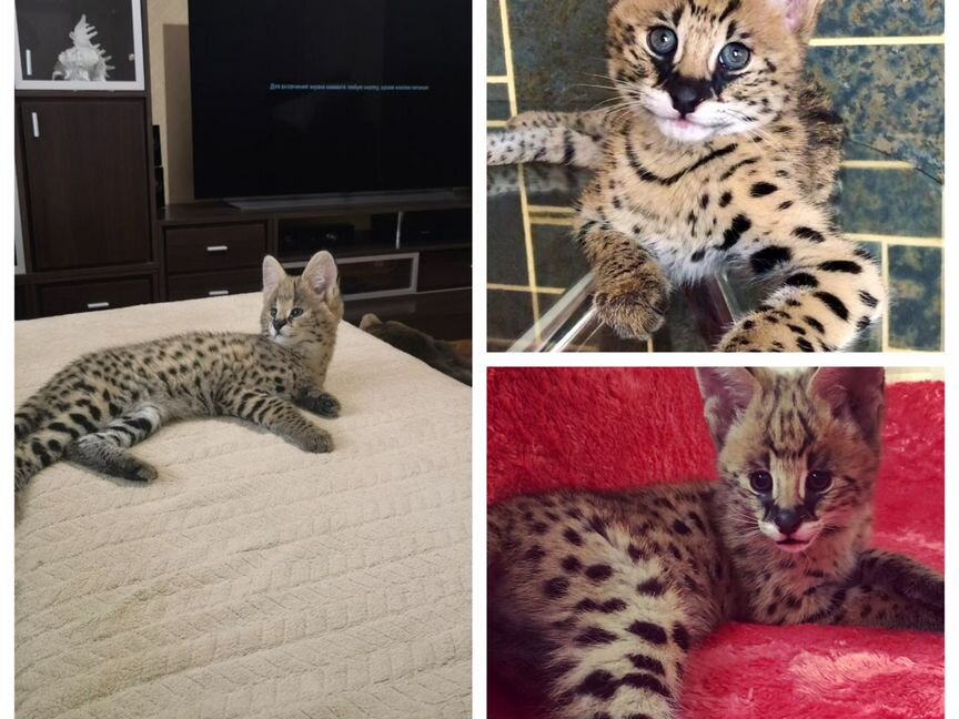 Саванна котята ручные