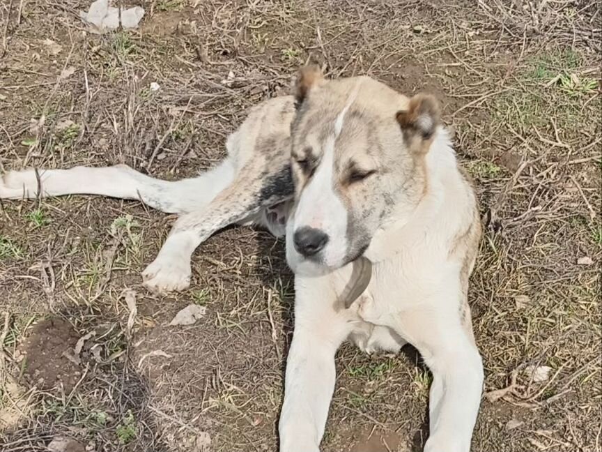 Щенок алабай