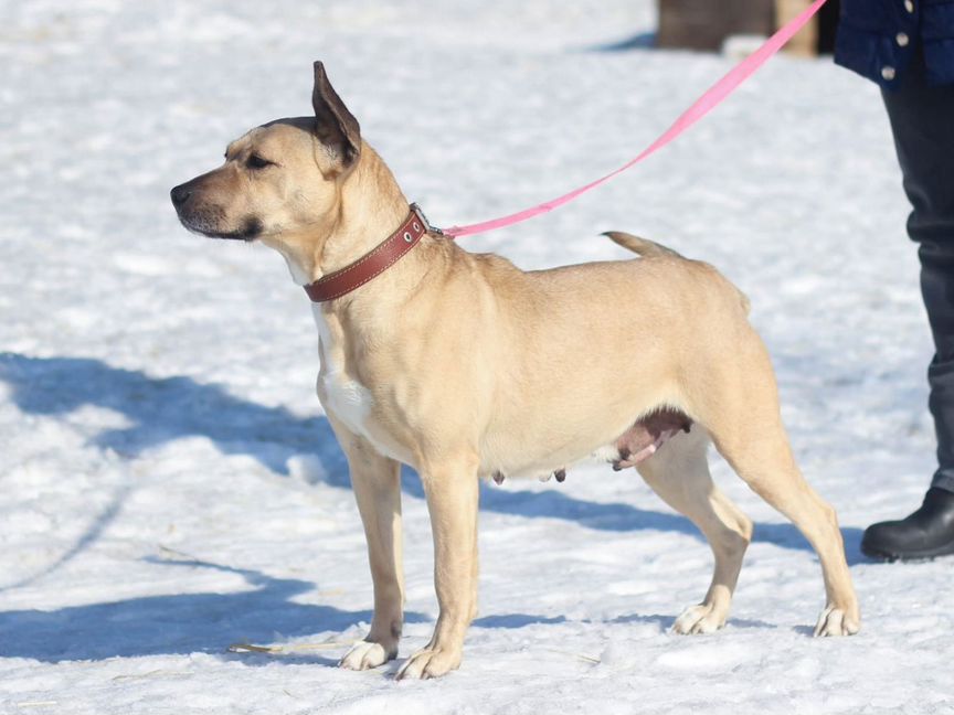 Собака в добрые руки