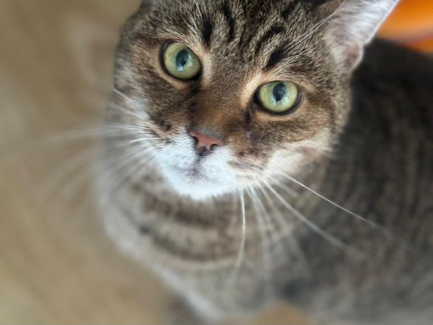 Кот из приюта