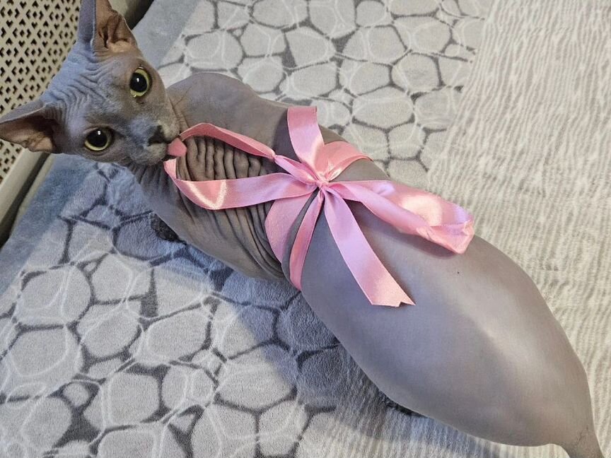 Сфинкс браш