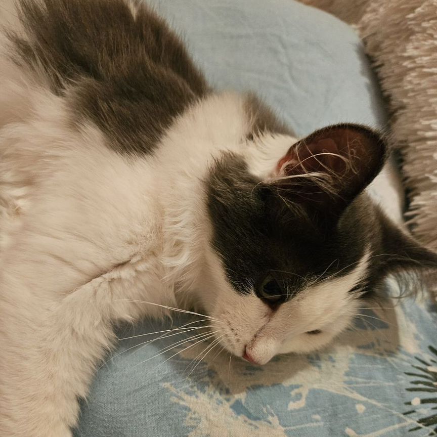 Пристроить котика