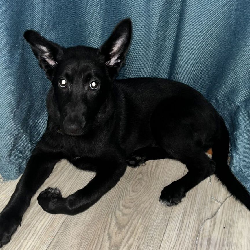 Щенок в добрые руки