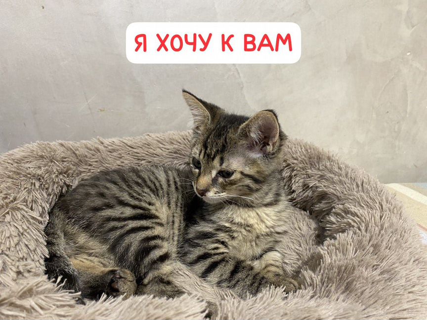 Котёнок ресси, дев., 2.5 мес, камышового окраса