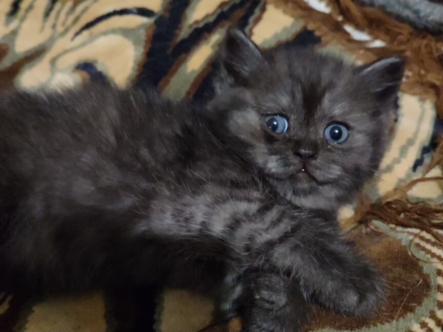 Котята