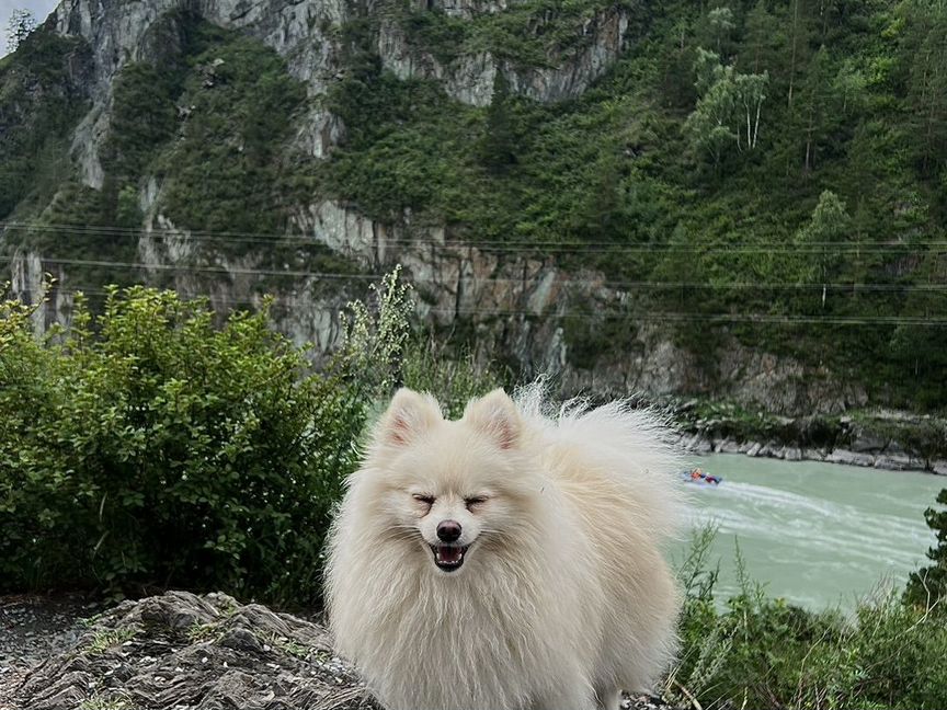 Немецкий шпиц вязка